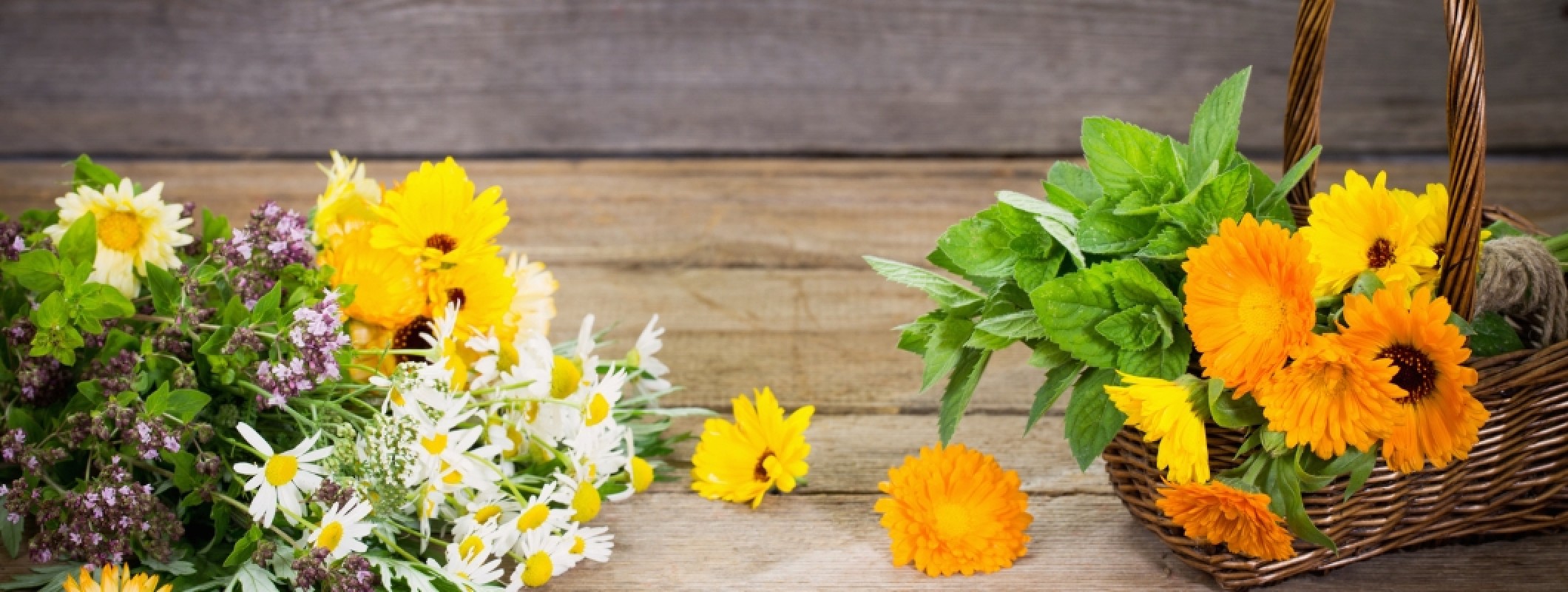 ᐉ Millised on 10 Parimat Ravimtaimi Hemorroidide Raviks? - Benepura.ee